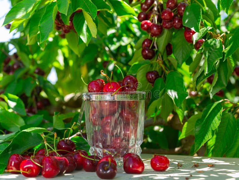 Ripe Cherries on Table Under Fruit Trees Stock Image - Image of ripe ...