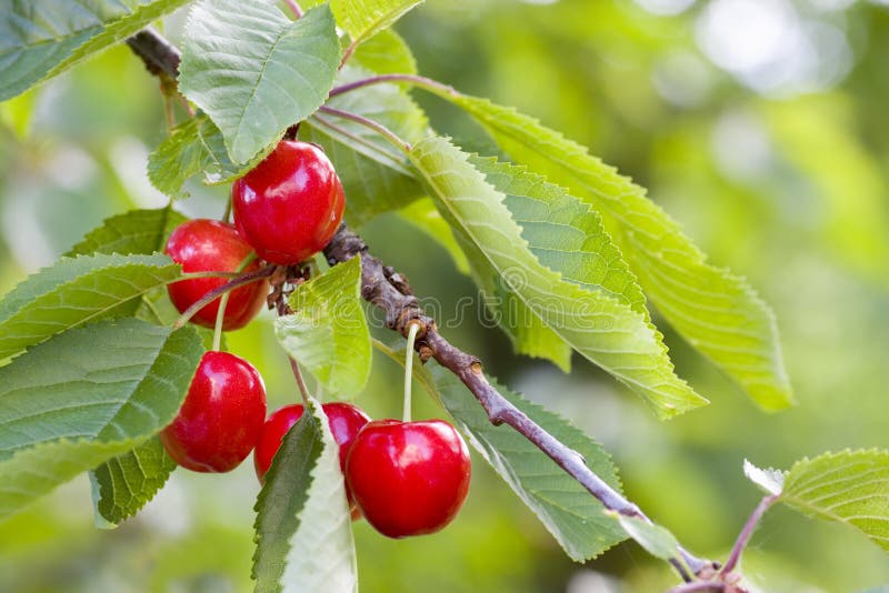 Ripe cherries on a tree stock image. Image of green, closeup - 9692129