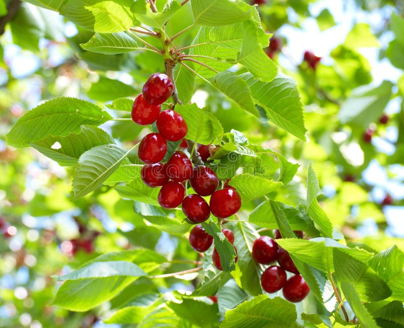 Ripe Cherries on Tree Branch Stock Photo - Image of leafy, green: 9993734