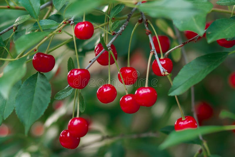 Ripe Cherries on a Tree Branch Stock Image - Image of leaves, coloured ...