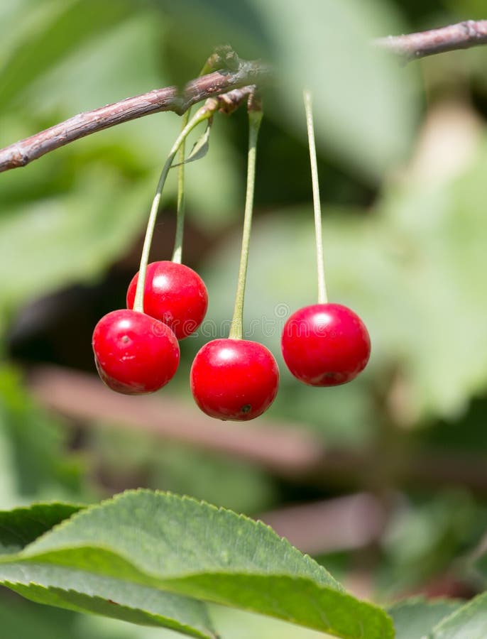 Ripe Red Cherries on a Tree Branch Stock Image - Image of harvest ...