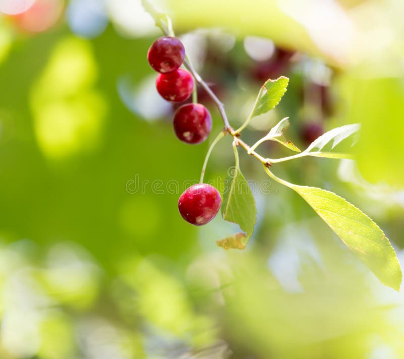 Ripe cherries on the tree stock photo. Image of garden - 104472816