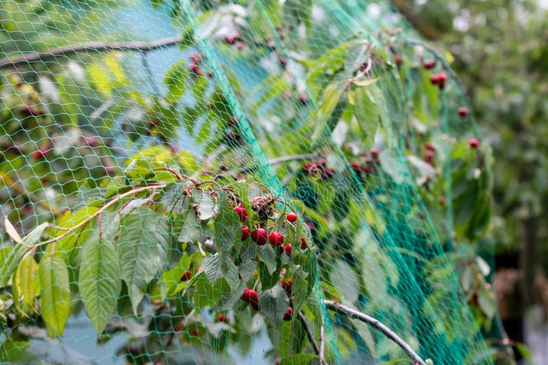 Ripe Cherries on Tree with Protective Netting To Keep Birds from Eating ...