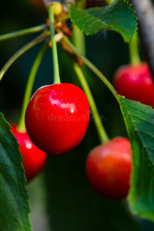 Ripe cherry stock photo. Image of vitamin, stem, cherry - 28497372