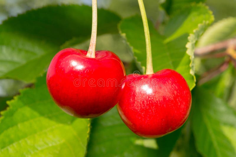 Ripe Cherry on a Background of Leaves Stock Photo - Image of gourmet ...