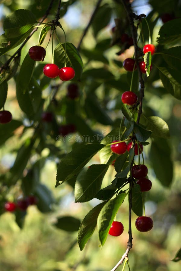 Ripe Cherry Berries Hanging On A Tree Red Fruits Harvest Summer