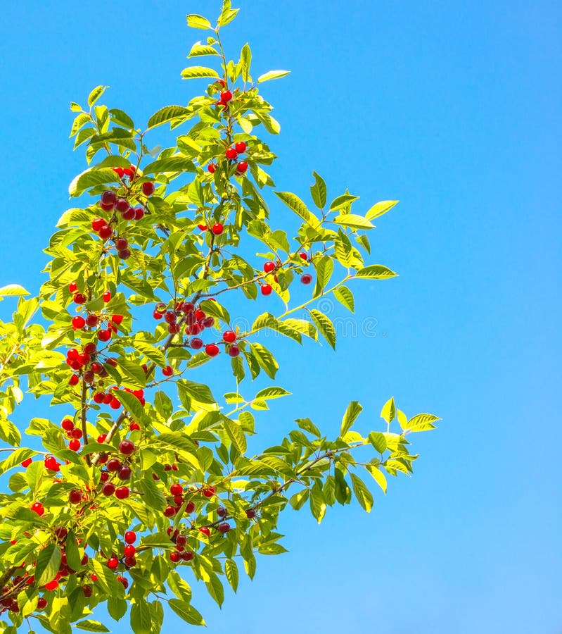Ripe Cherry on a Blue Sky, Background Stock Photo - Image of flora ...