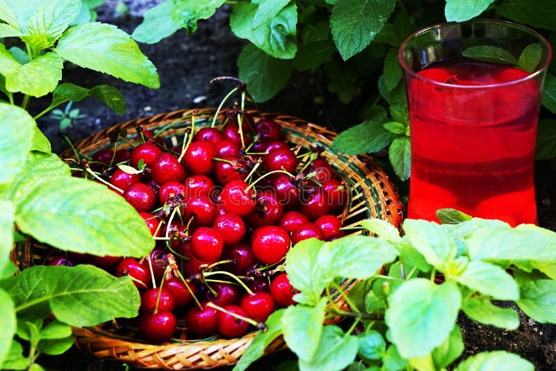 Ripe Cherry and Cherry Drink Green Grass Stock Image - Image of ...