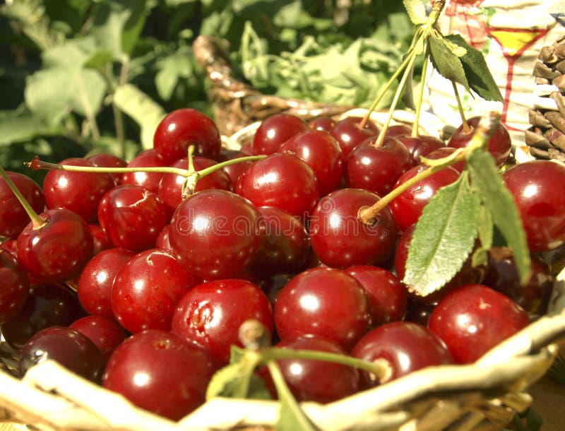 Ripe cherry stock photo. Image of color, food, bunch - 99446054