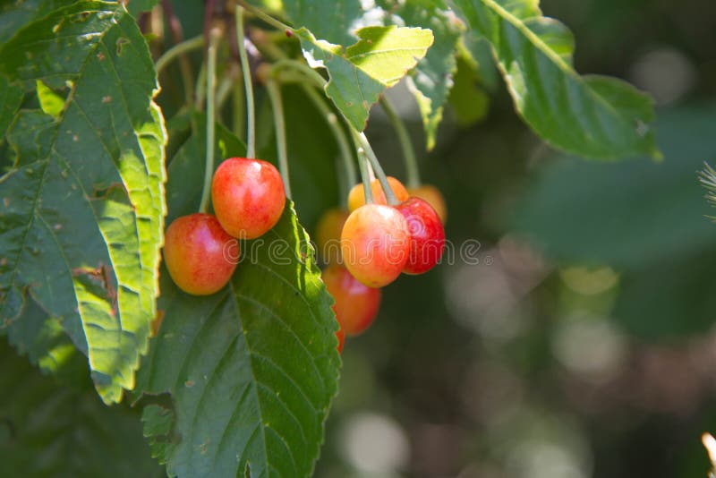 Ripe Cherry fruit stock photo. Image of grow, food, farm - 94617374