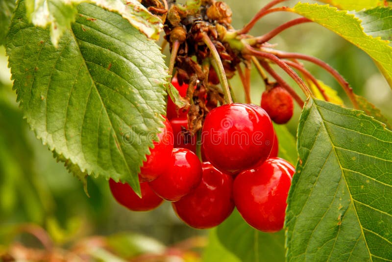 Ripe Cherry Fruit on a Tree Stock Photo - Image of cherry, italian ...