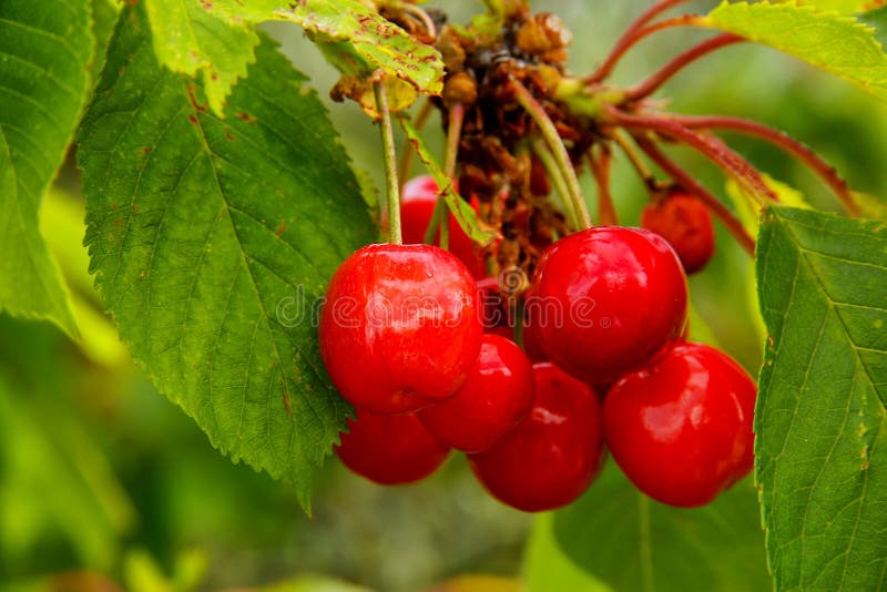 Ripe Cherry Fruit on a Tree Stock Photo - Image of cherry, italian ...