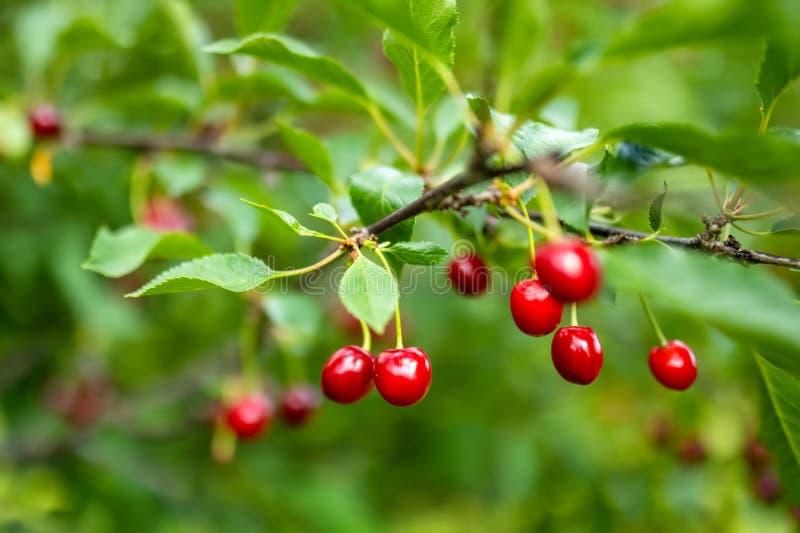 Ripe Cherry Fruits Hanging From A Cherry Tree Branch Harvesting