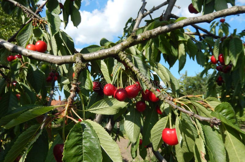 Ripe cherries in a tree. stock image. Image of fresh - 107624031