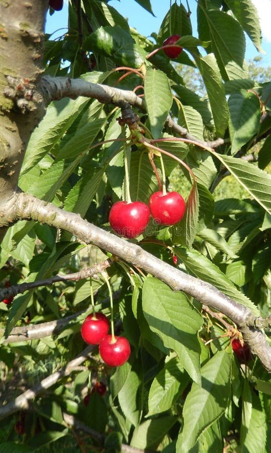 Ripe cherries in a tree. stock image. Image of fresh - 107624031