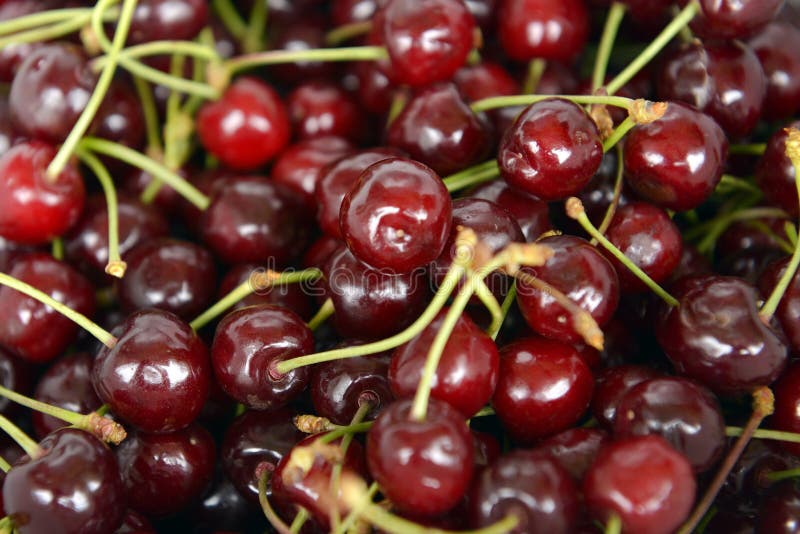 Ripe cherry. stock photo. Image of fresh, dessert, fruit - 49031084