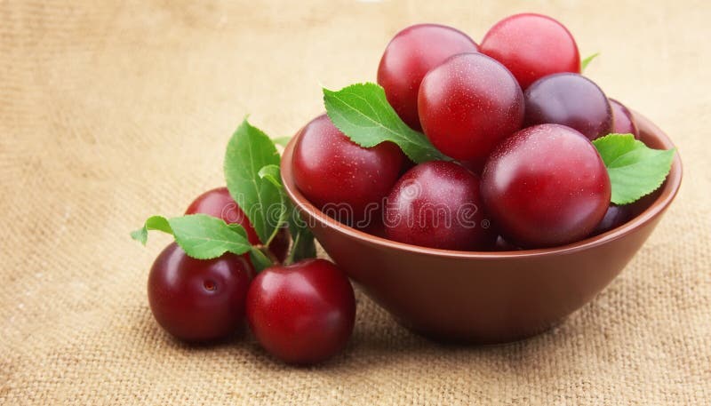 Cherry Plum at Different Stages of Maturation. Plum Variety. Red and ...