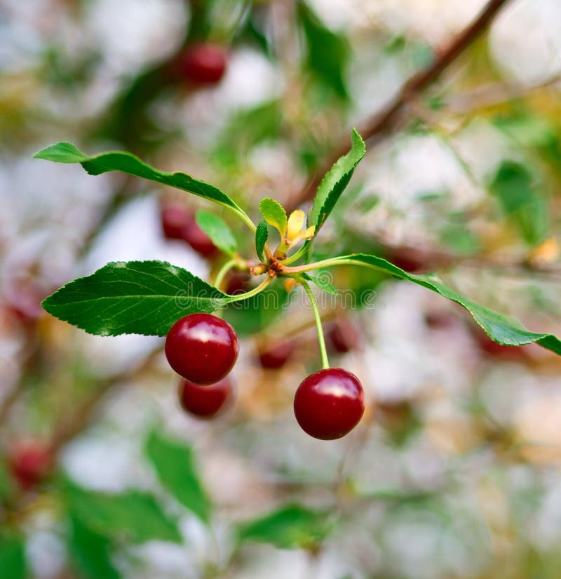 Ripe Cherry with Red Berries Stock Image - Image of summer, green: 10302469