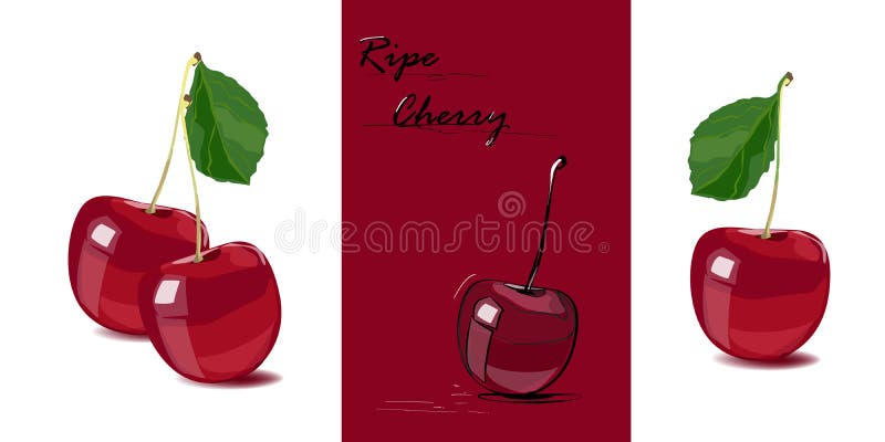 Ripe Cherry. Set of Vector Illustration of Cherries. Stock Vector ...