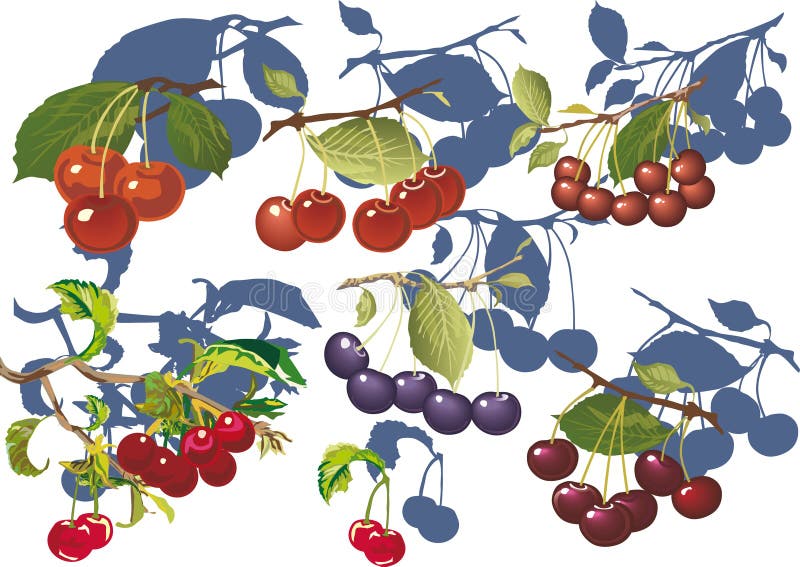 Ripe Cherry with Shadow Collection Stock Vector - Illustration of leaf ...