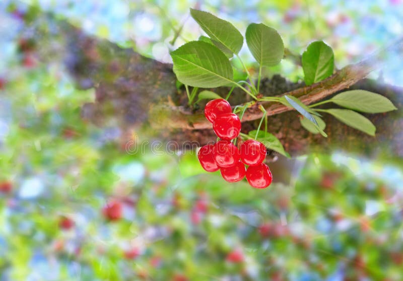 Ripe cherry stock image. Image of fruit, season, leaf - 95623849