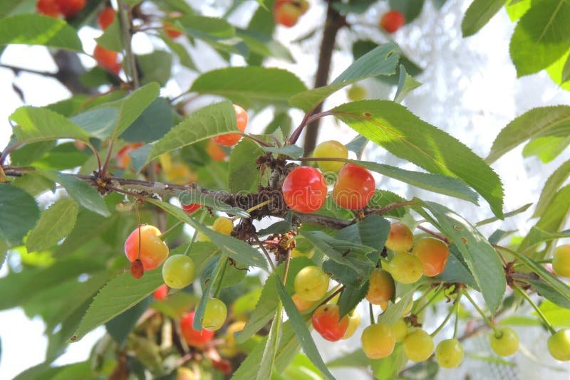 Ripe cherry on the tree stock photo. Image of bunch - 196948326