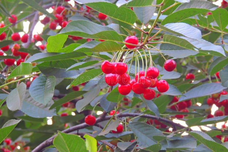 Ripe cherry on the tree stock photo. Image of branch - 119257964