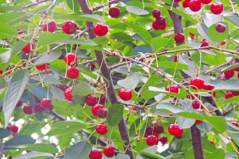 Ripe cherry on the tree stock image. Image of grow, healthy - 121787919