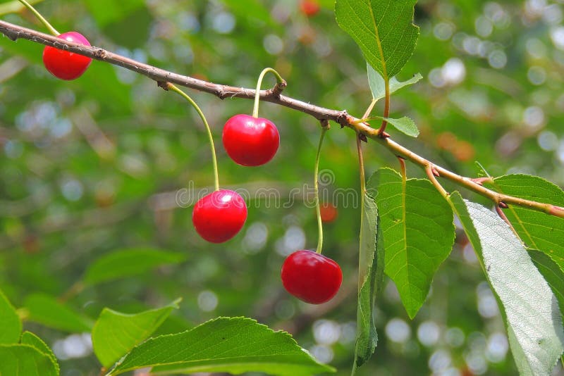 Ripe cherry on the tree stock photo. Image of cherrytree - 120301408