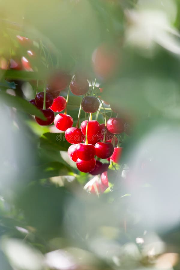 Ripe Cherry on the Tree in Nature Stock Image - Image of diet, flora ...