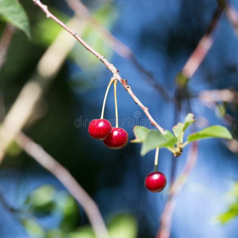 Ripe Cherry on the Tree in Nature Stock Photo - Image of flora, drop ...