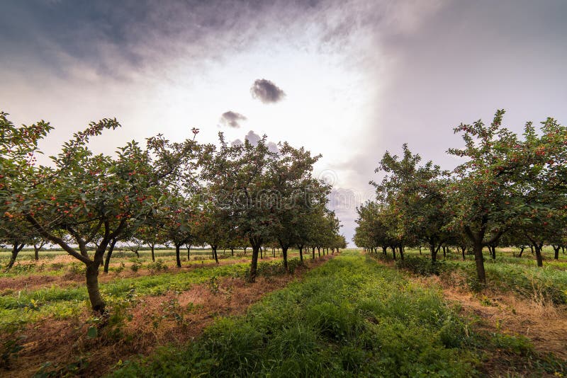 Ripe cherry orchard field stock image. Image of plantation - 117498149
