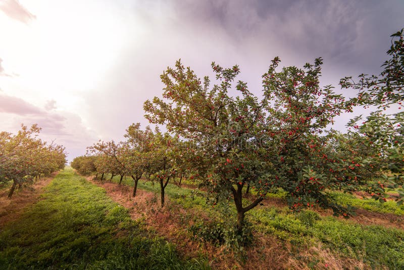 Ripe cherry orchard field stock photo. Image of sweet - 117498178