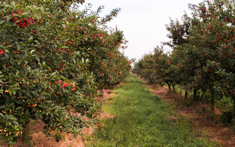 Ripe cherry orchard field stock photo. Image of cehry - 117498184