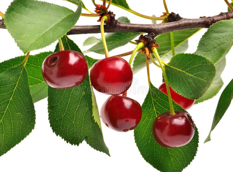 Cherry twig in bloom stock image. Image of nature, bright - 41828281