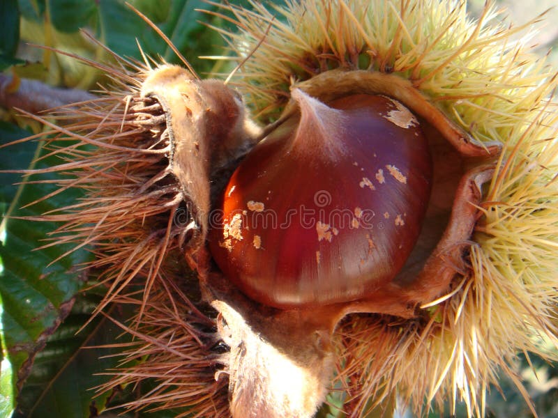 Ripe Chestnut, Castanea Sativa Stock Image - Image of hush, sativa ...