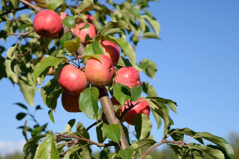 Ripe Chestnut Crabapples (Malus Chestnut ) Stock Photo - Image of ...