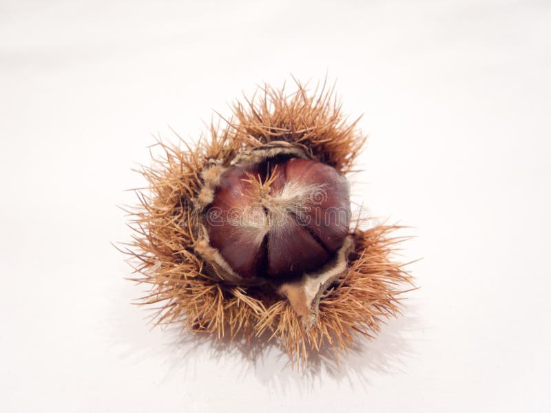 Ripe chestnut stock image. Image of food, nuts, natural - 45482769