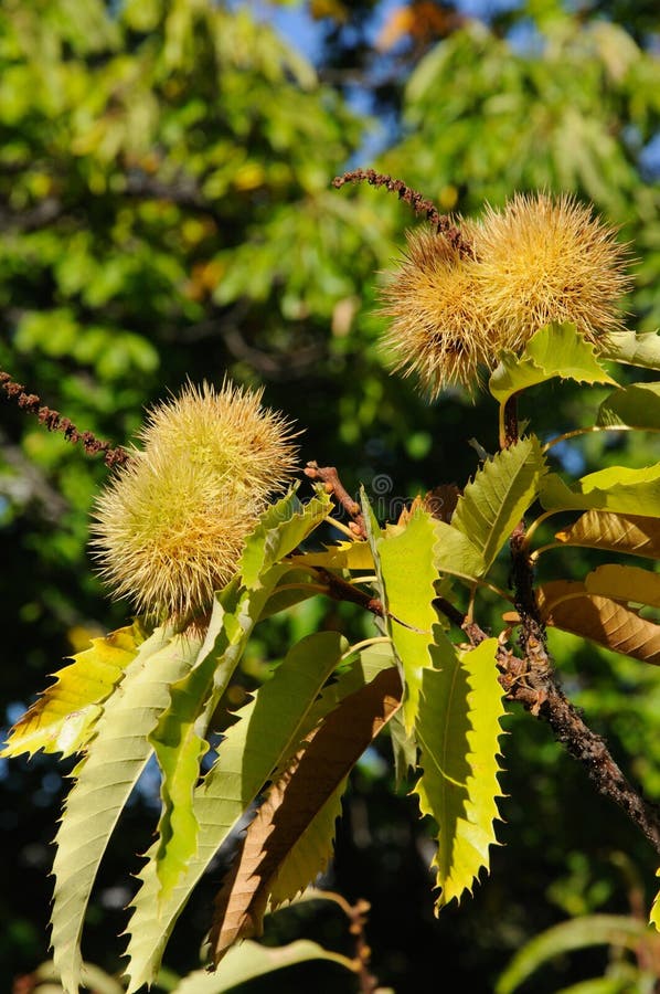 228 Chestnut Pods Stock Photos - Free & Royalty-Free Stock Photos from ...