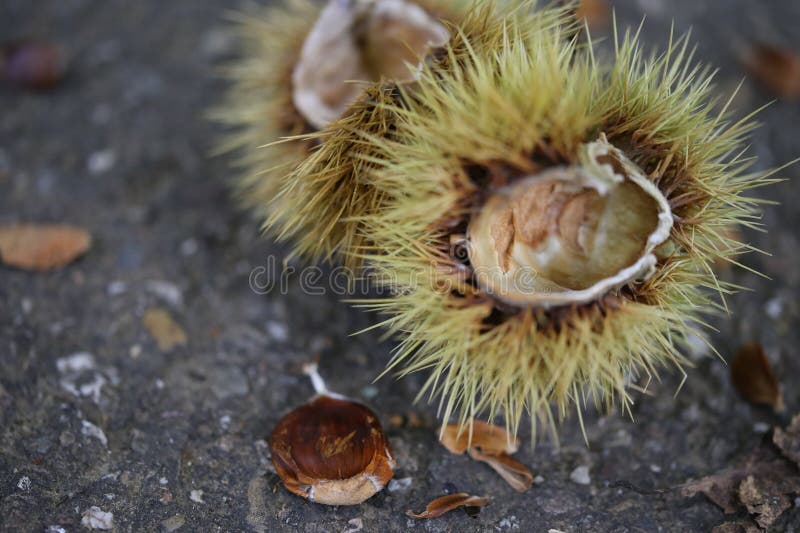 Ripe Chestnut Sits Next To an Open Shell Stock Photo - Image of closeup ...