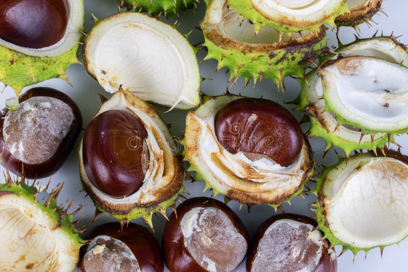 Ripe Chestnuts in Shell on the Table. Chestnut Tree Fruit Stock Photo ...