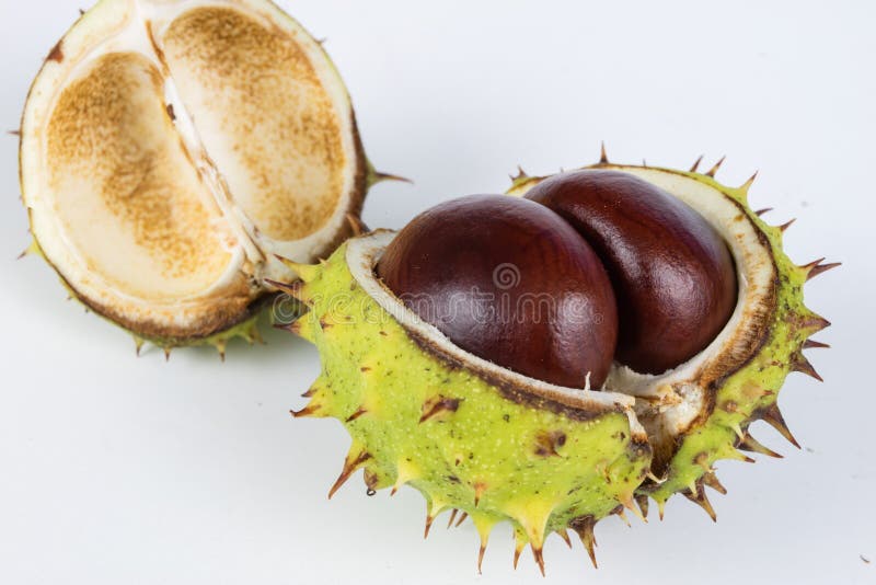 Ripe Chestnuts in Casings on a White Table. Fruit of the Tree - Stock ...