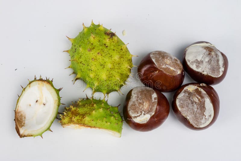 Ripe Chestnuts in Casings on a White Table. Fruit of the Tree - Stock ...