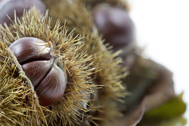 Ripe chestnuts closeup stock image. Image of fresh, chestnuts - 34411789