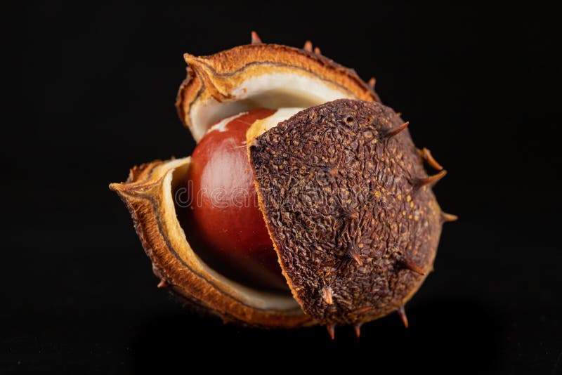 Ripe Chestnuts in Shell on a Dark Table. Chestnut Tree Fruit Stock ...