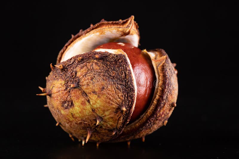 Ripe Chestnuts in Shell on a Dark Table. Chestnut Tree Fruit Stock ...