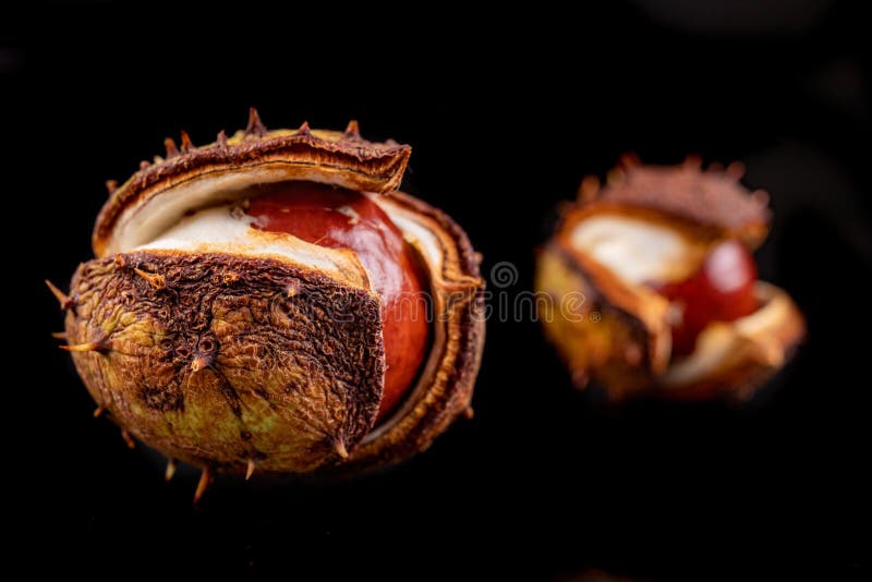 Ripe Chestnuts in Shell on a Dark Table. Chestnut Tree Fruit Stock ...