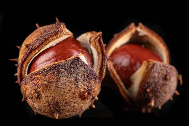 Ripe Chestnuts in Shell on a Dark Table. Chestnut Tree Fruit Stock ...