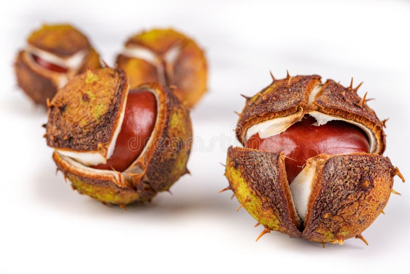 Ripe Chestnuts in Shell on the Table. Chestnut Tree Fruit Stock Photo ...