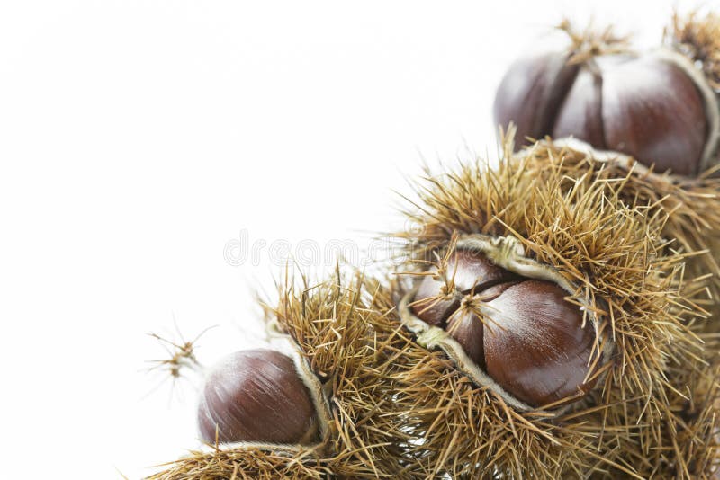 Chestnuts on a white. stock image. Image of fresh, closeup - 63439873